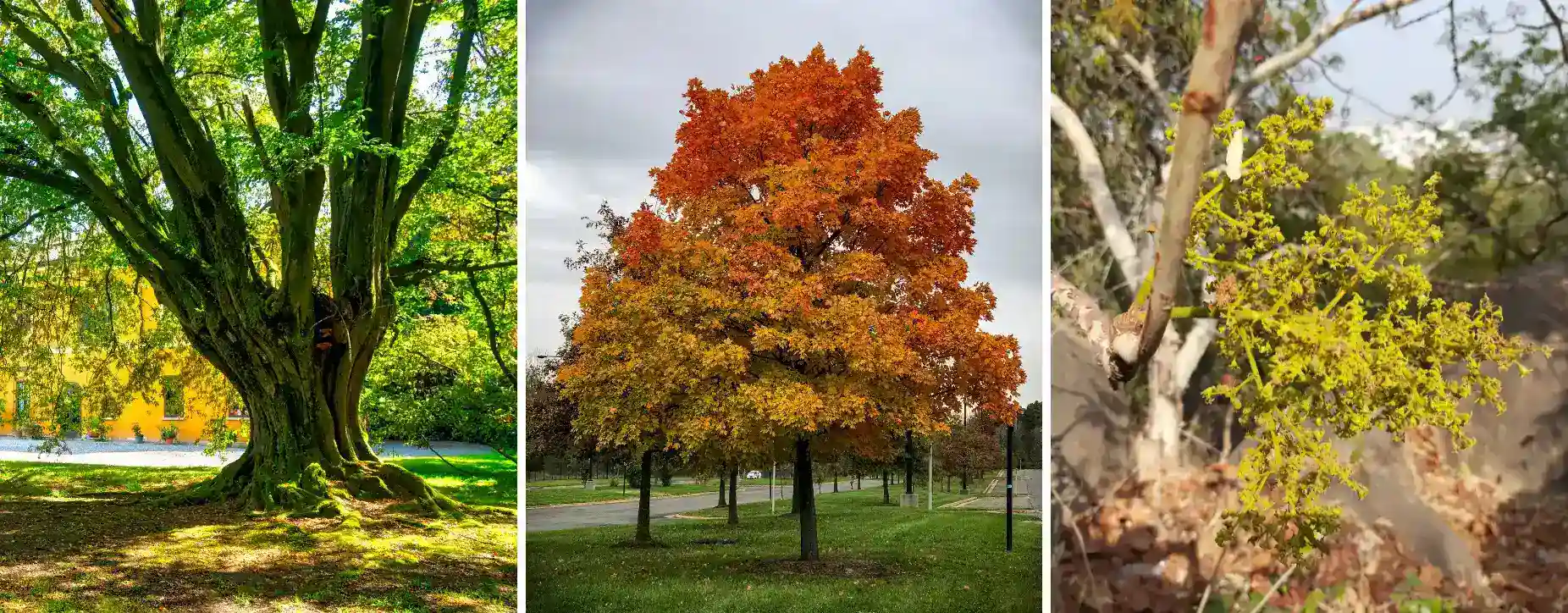 Best Trees With Non Invasive Roots Safe Landscaping Ideas